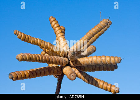 Screwbean Mesquite Prosopis pubescens Tucson Arizona United States 15 ...