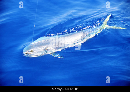 mahi mahi, dolphin fish, or dorado, cow, Coryphaena hippurus, Hawaii ...