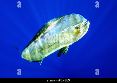 mahi mahi, dolphin fish, or dorado, cow, Coryphaena hippurus, Hawaii ...