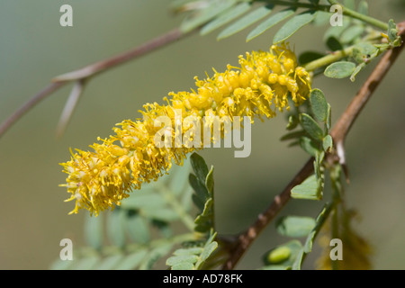 Screwbean Mesquite Prosopis pubescens Tucson Arizona United States 15 ...