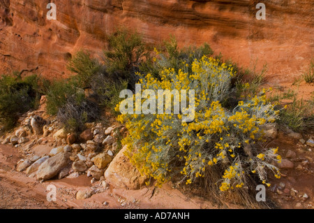Rabbit Brush in bloom below red sandstone rock Buckskin Gulch Paria ...