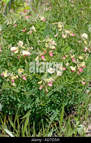 Virginia Tephrosia Tephrosia virginiana Chapel Hill North Carolina ...