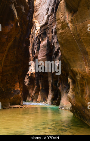 Zion Narrows River Flow with Canyon Walls at Water Level Perspective ...