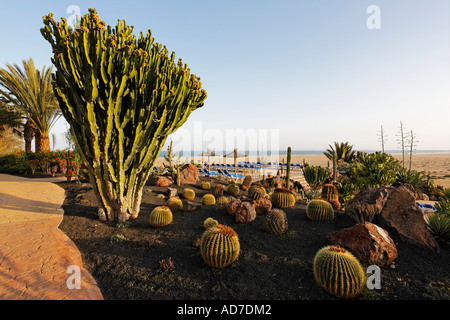Hotel Sol Gorriones gardens with cacti Jandia Fuerteventura Canary ...
