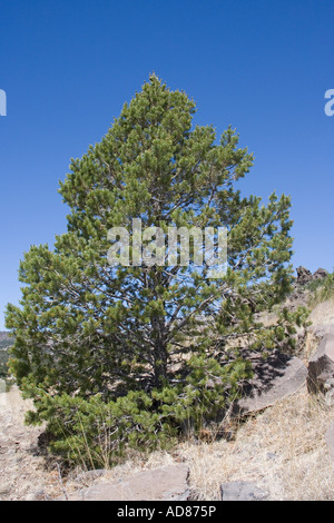 Two needle pinyon pine tree Pinus edulis Mesa Verde National Park near ...