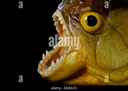 preserved Piranha with open mouth showing teeth Stock Photo - Alamy