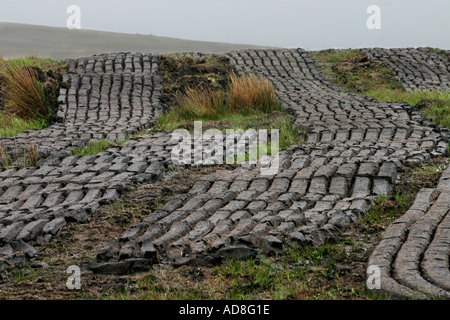 Peat drying in the wind for fuel at Long Island Sheep Farms, outside ...