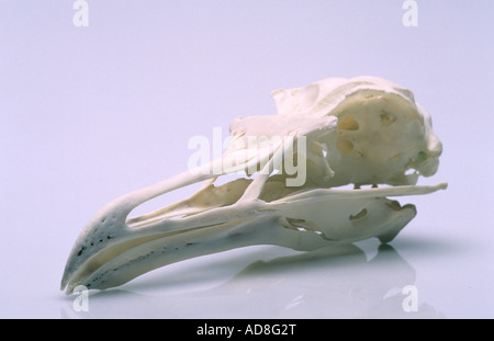Herring gull skull (Larus argentatus Stock Photo - Alamy