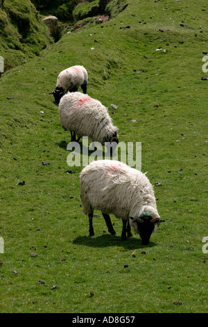 Sheep Grazing in Green Grass Field Meadow UK Stock Photo - Alamy