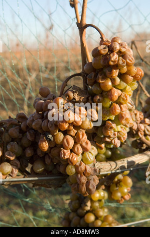 Dried up grapes Stock Photo - Alamy