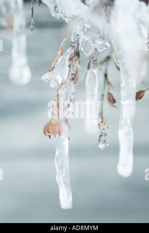 A selective focus shot of icicles hanging from a rock against a ...