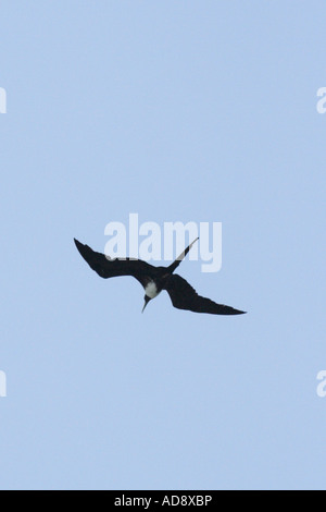 Black Albatross, Rosario Island, Bolivar, Caribbean, Colombia, South ...