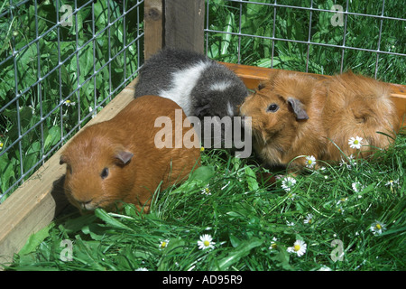 Pet guinea pigs in outside run Stock Photo - Alamy