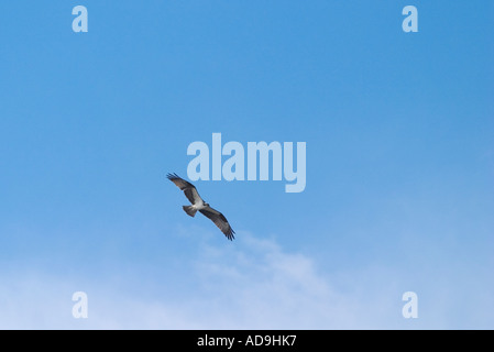 Osprey flying over Myakka River State Park Sarasota Florida Stock Photo ...