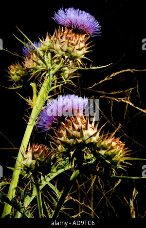 Thistle, seed pod Stock Photo - Alamy