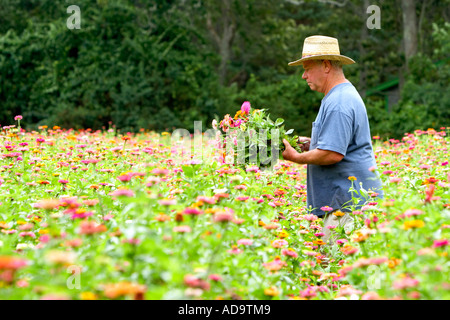 Man picking flowers Martha s Vineyard guy male flower flowers plants ...