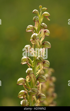 Orchis anthropophora is a species of Man Orchid Stock Photo - Alamy