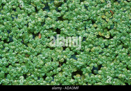 Common water-starwort Callitriche palustris leaves leaves in water in ...