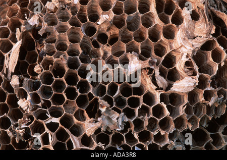 Hornet combs, outside Stock Photo - Alamy
