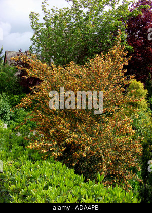 Scotch Broom, Cytisus scoparius "Andreanus" (Syn. Sarothamnus scoparius ...