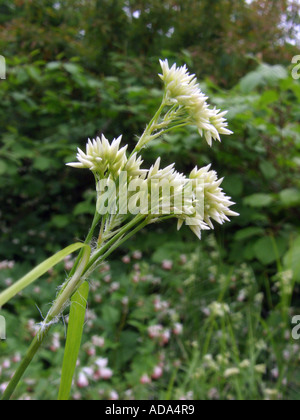luzula nivea snowy woodrush white flower flowers flowering showy plant ...