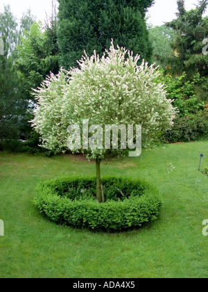 Salix integra Hakuro Nishiki, Salix integra Hakuro Nishiki Stock Photo ...