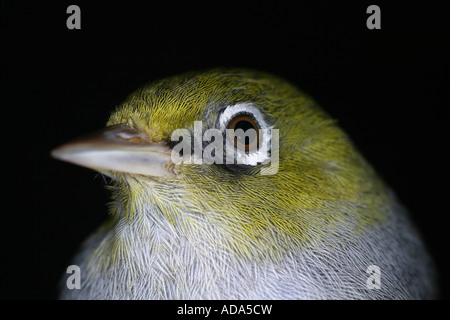 Silvereye Zosterops lateralis close up sitting on nest Stock Photo - Alamy