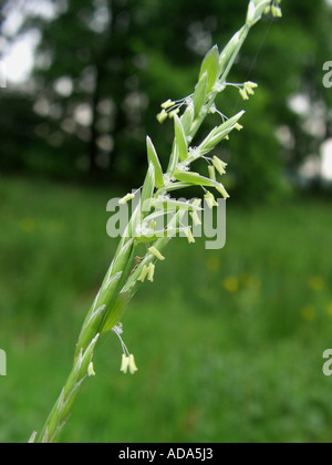 floating sweet-grass, flote-grass (Glyceria fluitans), spikelet Stock ...