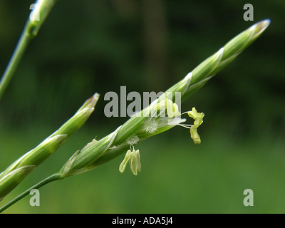 floating sweet-grass, flote-grass (Glyceria fluitans), inflorescence ...