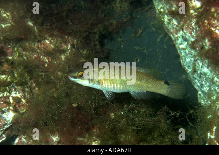 Goldsinny wrasse (Ctenolabrus rupestris) portrait Stock Photo - Alamy