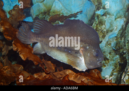 Lumpsucker, lumpfish, hen-fish, henfish, sea hen, male, Seehase, See ...