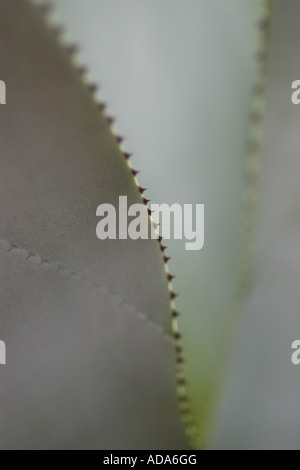 Close up greenery of Agave plant Stock Photo - Alamy