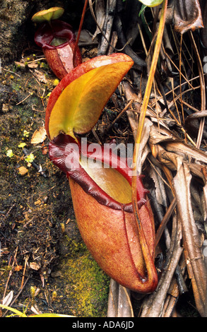 Pitcher plant (Nepenthes rajah) Mount Kinabalu, Sabah, Borneo Stock ...