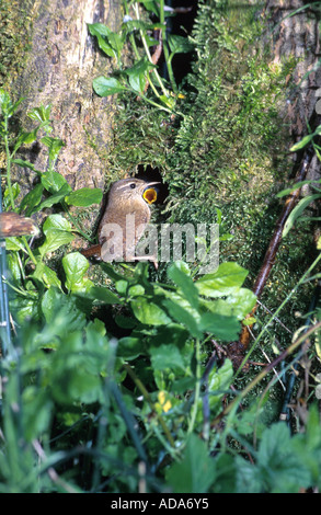 Wren, Troglodytes Troglodytes Stock Photo - Alamy