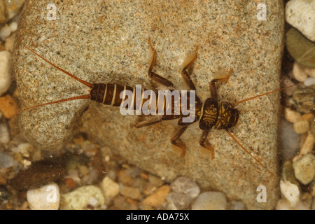 perlid stonefly (Dinocras cephalotes), larva on a pebble under water ...