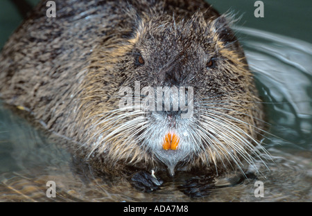 coypu, nutria (Myocastor coypus), portrait, front view, Germany Stock ...