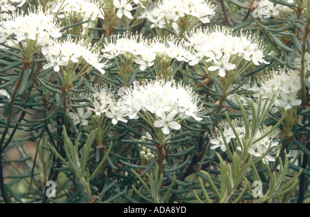 Medicinal herbs, Labrador Tea, wild rosemary, nettle, plantain ...