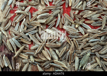 Cumin is a flowering annual herbaceous plant, Cuminum cyminum, in the ...