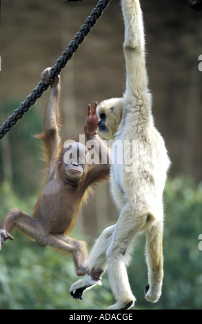Sumatran Orangutan (Pongo abelii) two month old baby, Gunung Leuser ...