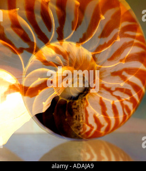 Sea Life Inside and Outside of Nautilus Shell Stock Photo - Alamy