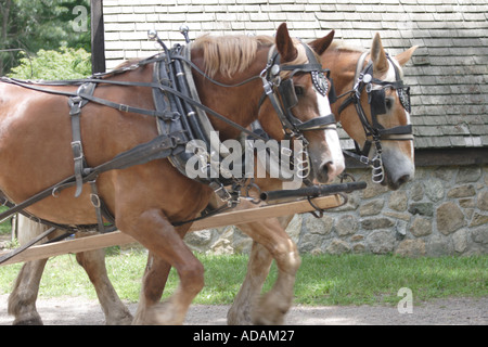 Horse Team pulling wagon for hayride Stock Photo - Alamy
