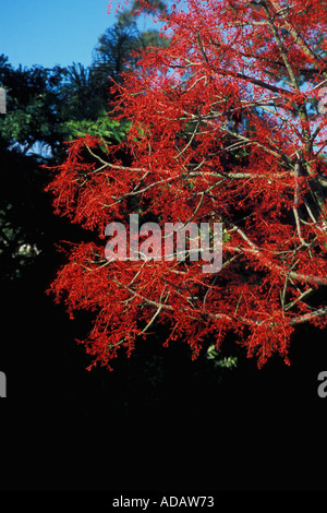 Flowers of Flame tree bloom in summer Stock Photo - Alamy