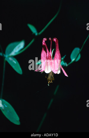 The red wild columbine in a forested area near La Riviere, Manitoba ...