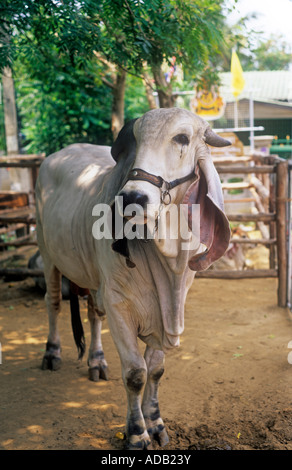 Saggy cow, Thailand Stock Photo - Alamy