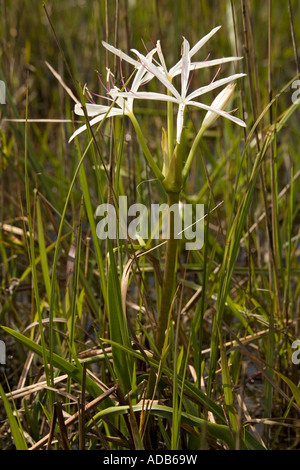 Crinum americanum String Lily Swamp Lily Stock Photo - Alamy