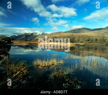 Beautiful vegetation at Killarney National Park in Ireland Stock Photo ...
