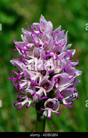 (Orchis simia simia Stock Photo - Alamy