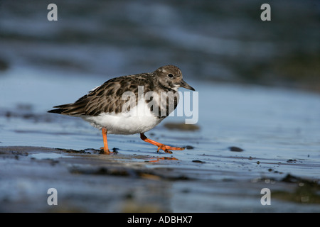 TURNSTONE Arenaria interpres Northumberland UK Winter Stock Photo - Alamy
