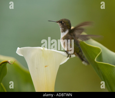 Female Volcano Hummingbird (Selasphorus flammula) San Gerrardo de Dota ...