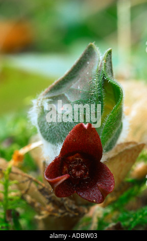 Asarabacca, Asarum europaeum in flower in woodland in spring Stock ...